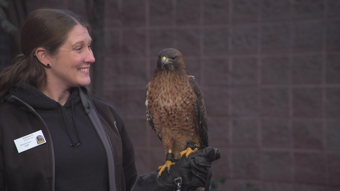 Sunrise Safari Zoo: Slash the red-tailed hawk | 9news.com