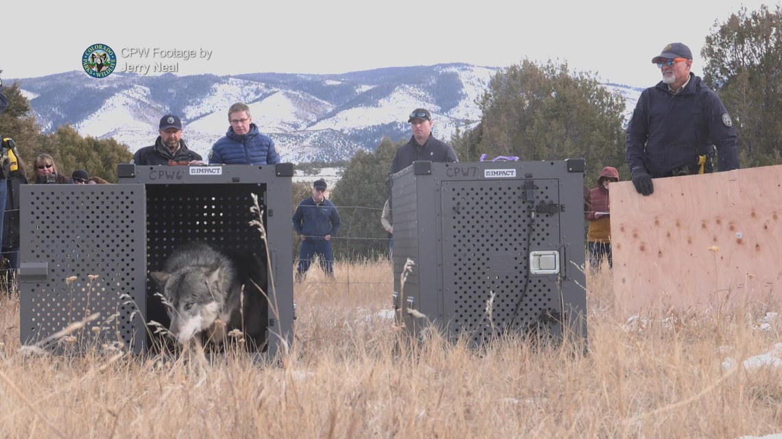 Wolf expert says Colorado's plan to capture and relocate wolves should ...