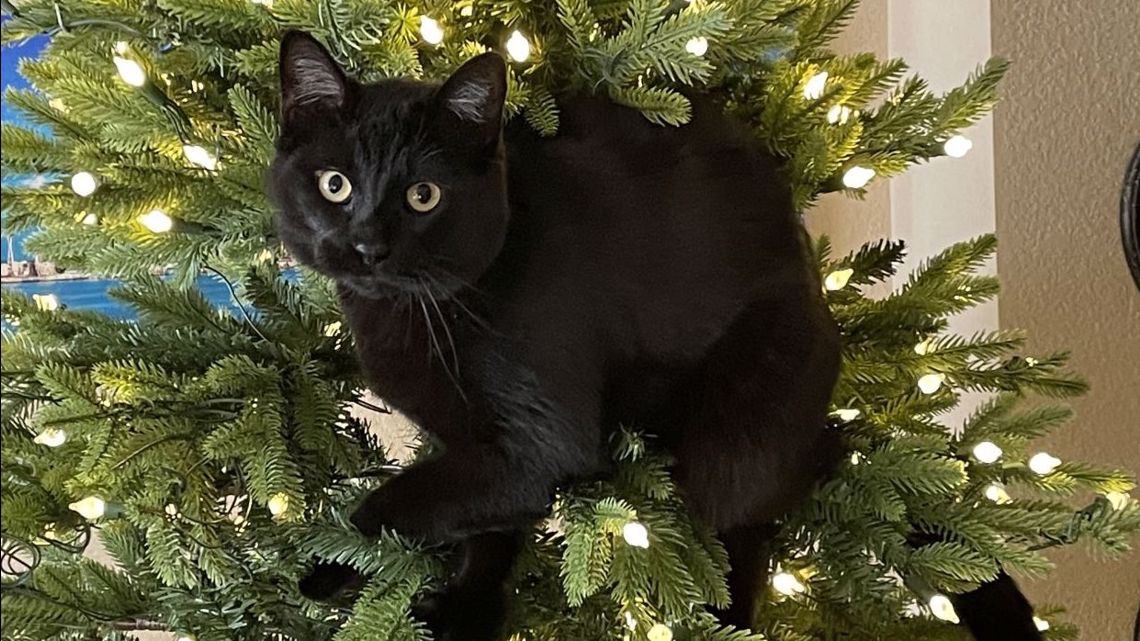 Black Cat Appreciation Day: Colorado shares cat photos on 9NEWS | 9news.com