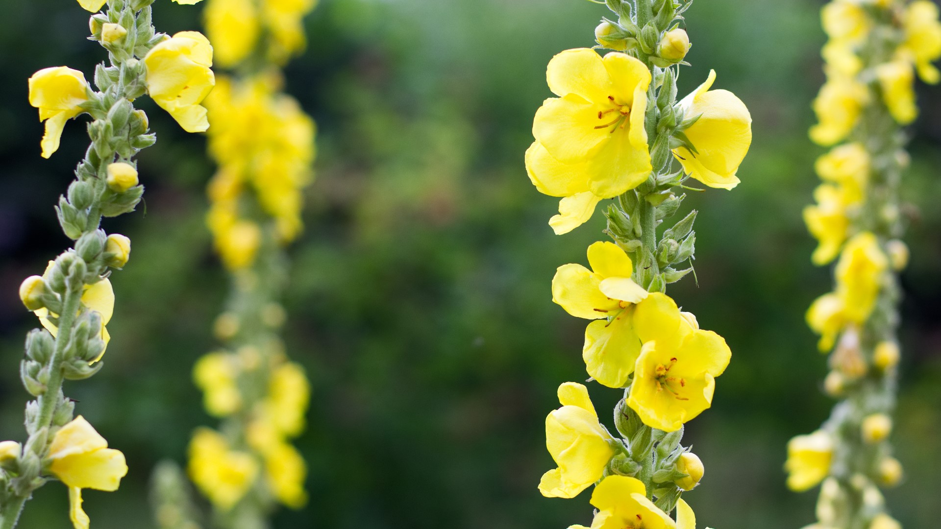 April wind, drought bring a few changes for Colorado gardeners | 9news.com
