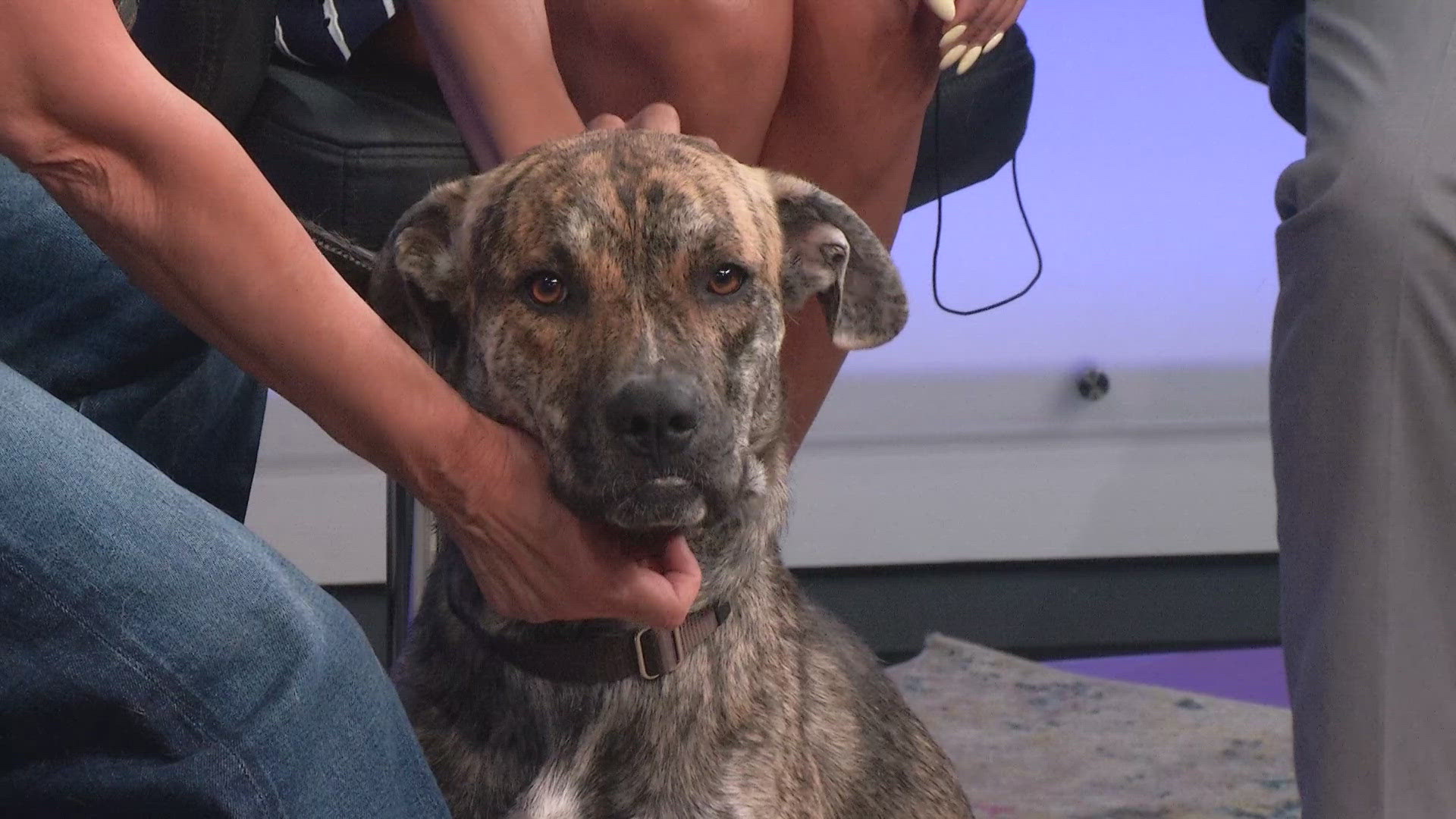 The Denver Animal Shelter participating in 'Clear the Shelters' month ...