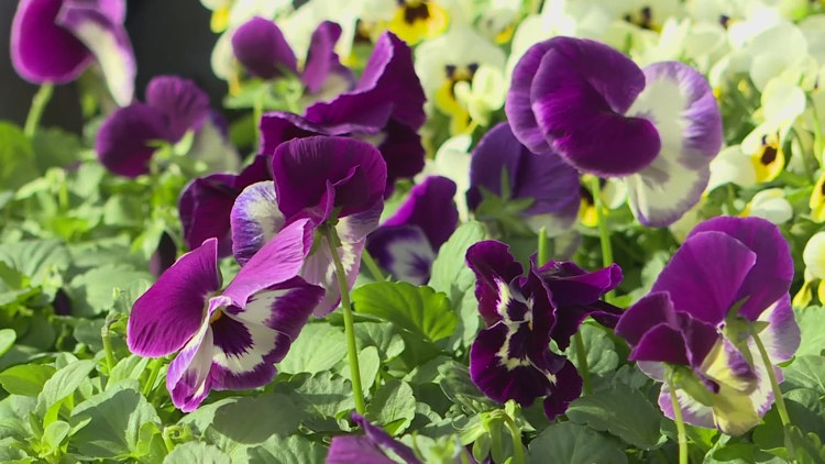 Proctor's Garden | Features | 9NEWS.com | 9news.com