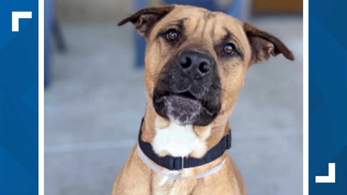 Denver Animal Shelter offering holiday adoption deal | 9news.com