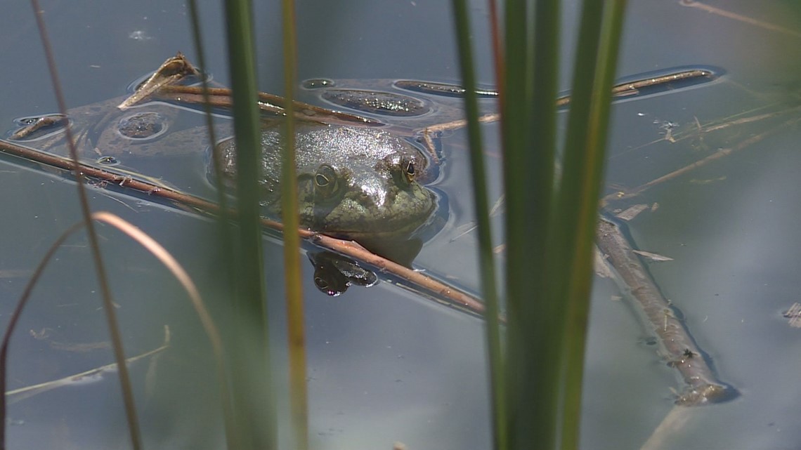 Wildlife biologists in Colorado limiting spread of invasive frogs by ...