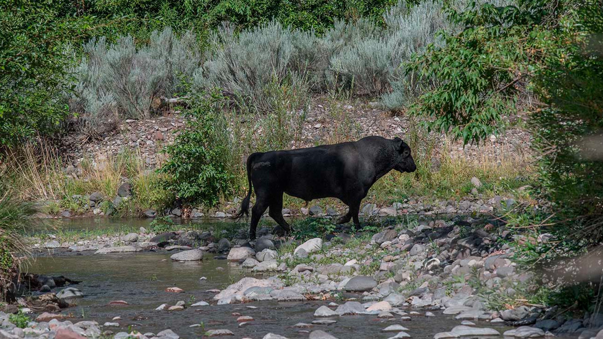 Feral cows to be shot dead from helicopter in New Mexico | 9news.com