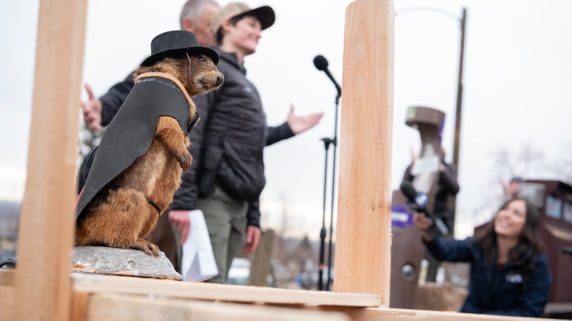 Flatiron Freddy: Boulder's Groundhog Day prediction marmot | 9news.com
