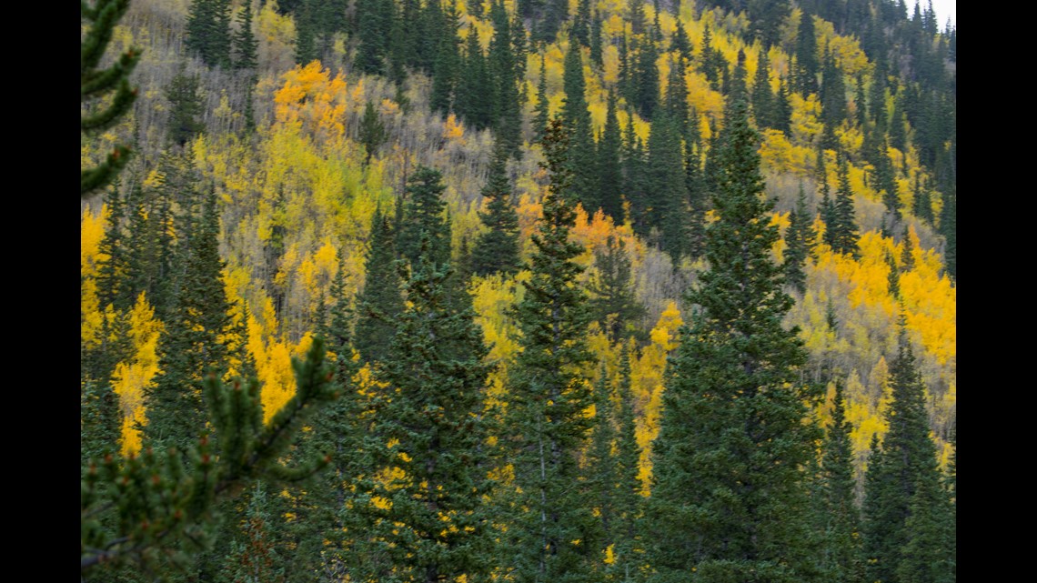 Where to see fall colors in Colorado this weekend | 9news.com