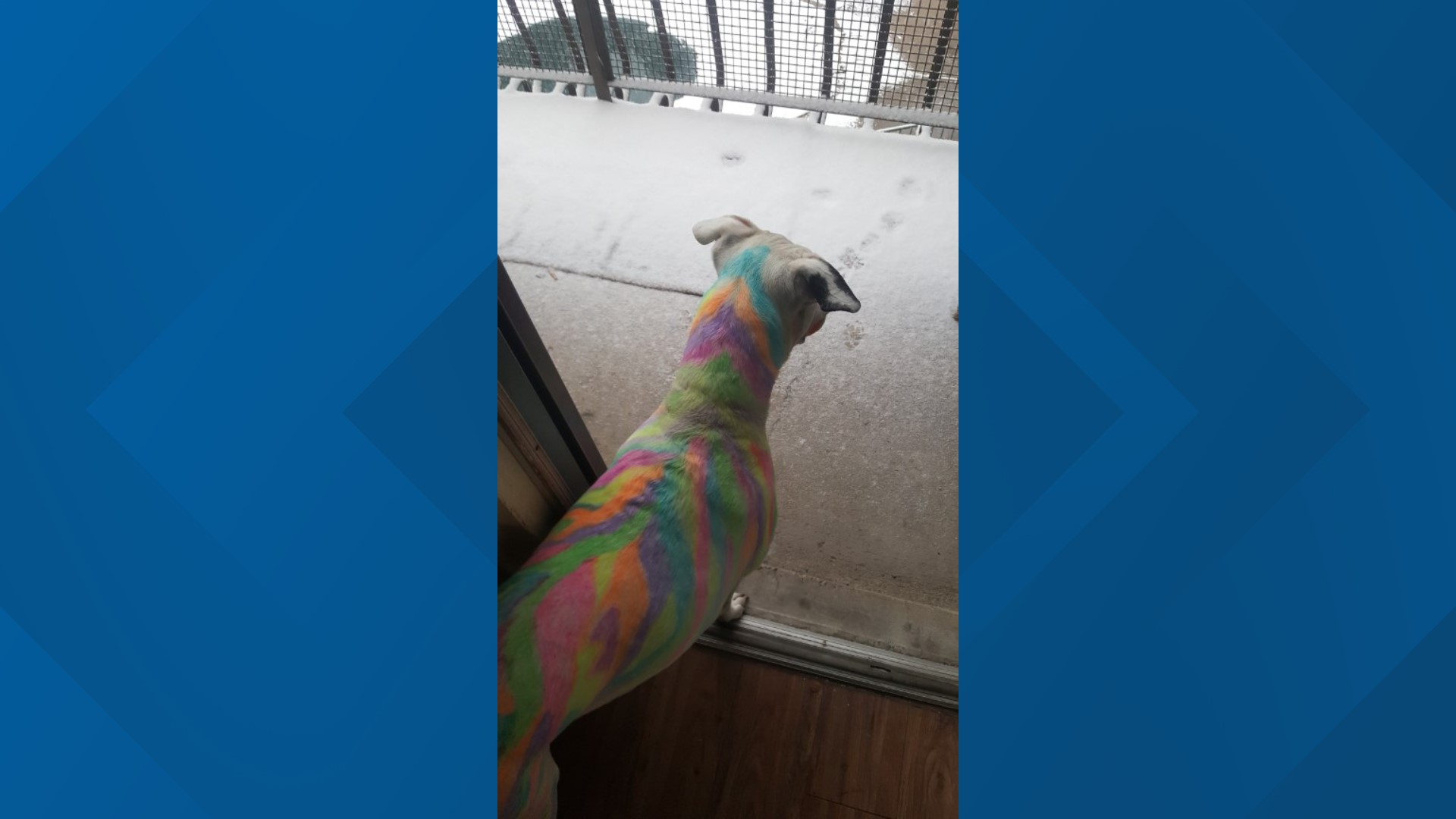 Your photos of October snowfall in Denver and Colorado 10/10/2019 ...