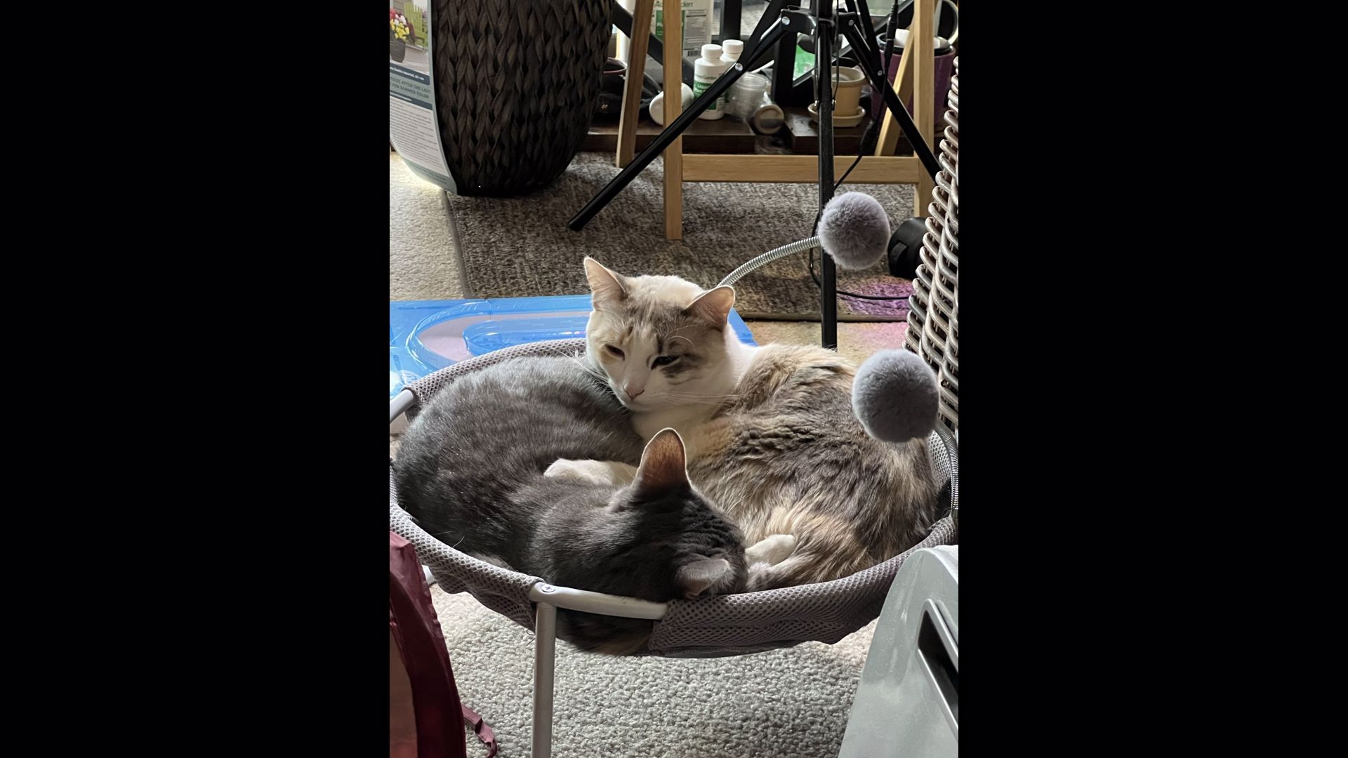 International Cat Day: Colorado shares its cat photos on 9NEWS | 9news.com