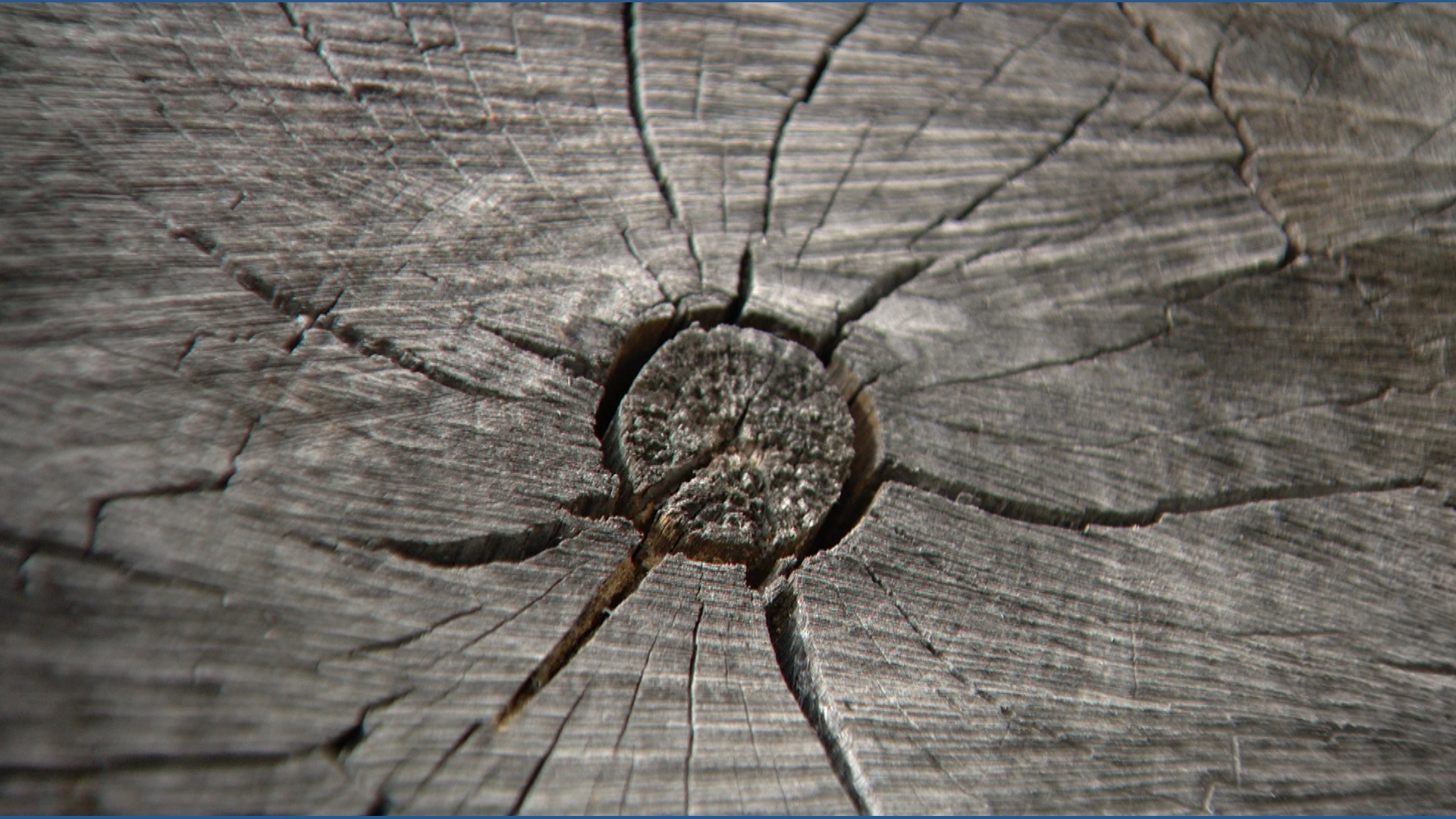 Hidden danger: Colorado's 'zombie trees' pose threat to homeowners this ...