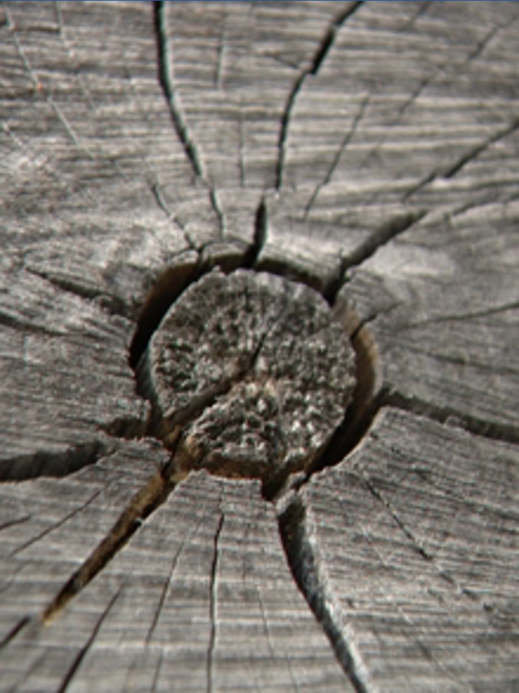 Hidden danger: Colorado's 'zombie trees' pose threat to homeowners this ...