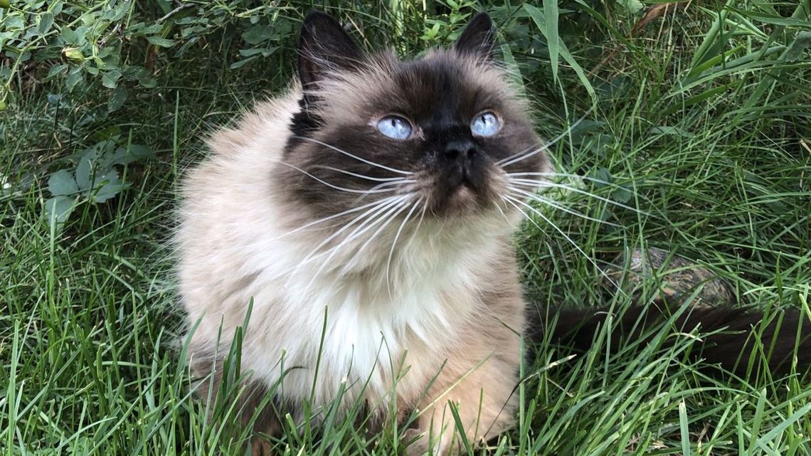 National Cat Day in Colorado | 9news.com