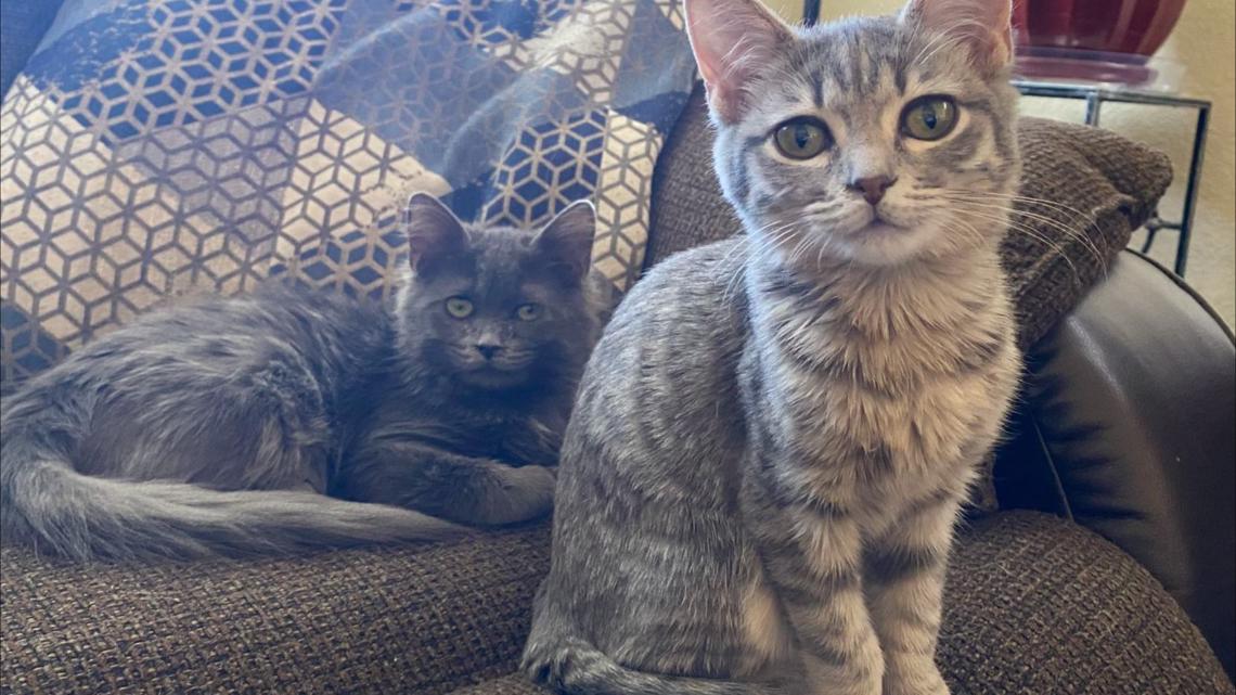 International Cat Day: Colorado shares its cat photos on 9NEWS | 9news.com