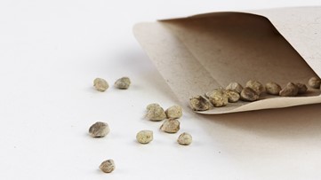 How to pick the best seeds for your garden this spring | 9news.com