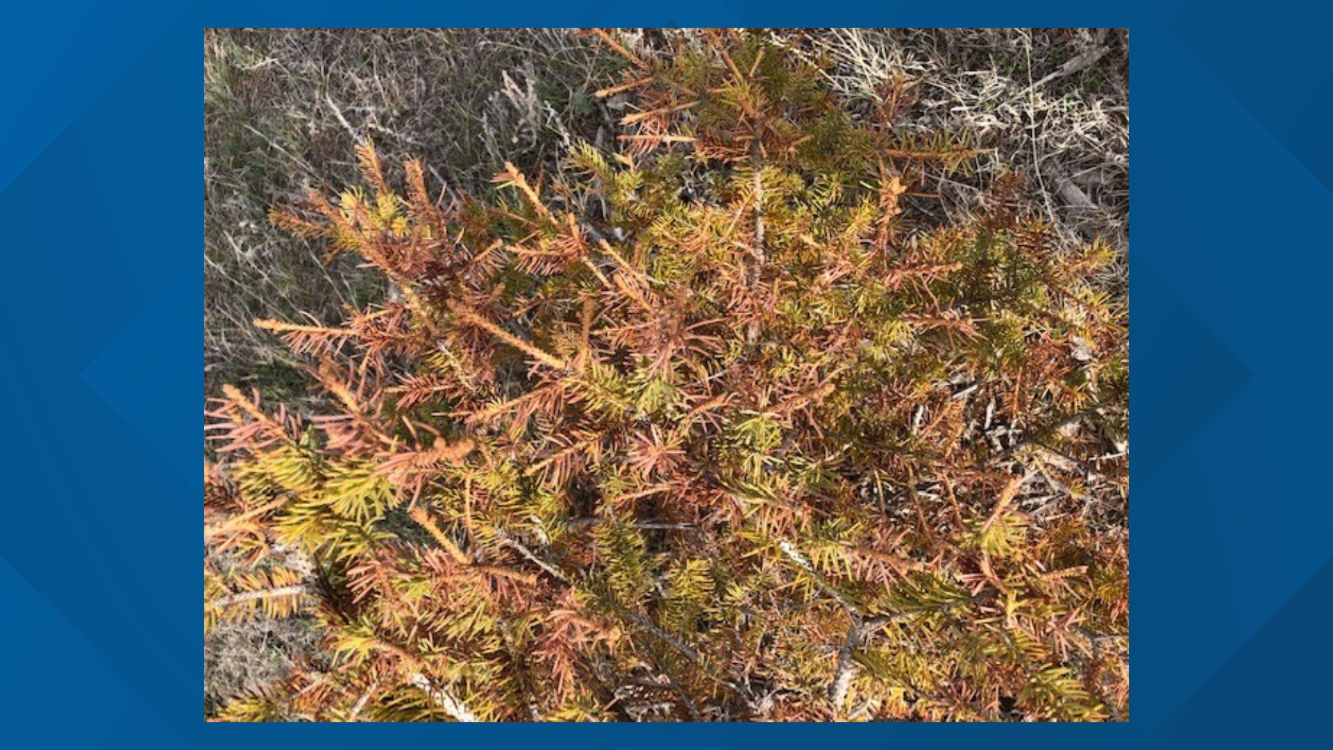 Temperature swings damage Colorado ponderosa, spruce trees | 9news.com