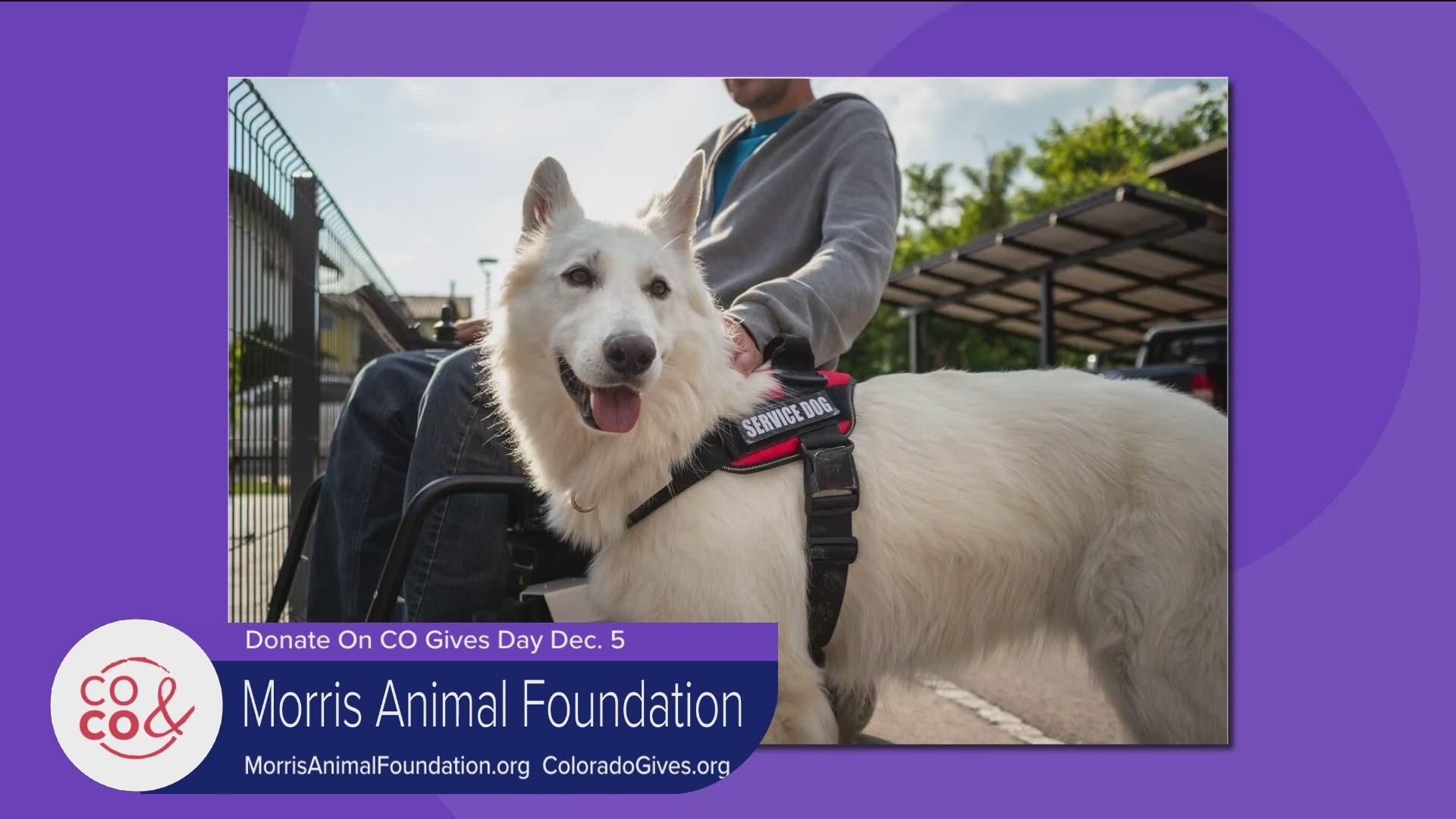 Morris Animal Foundation - November 27, 2023 | 9news.com