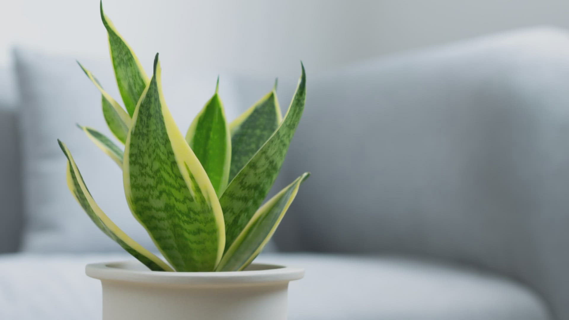 Healthy plants: Transform your home with low-maintenance air-purifying ...