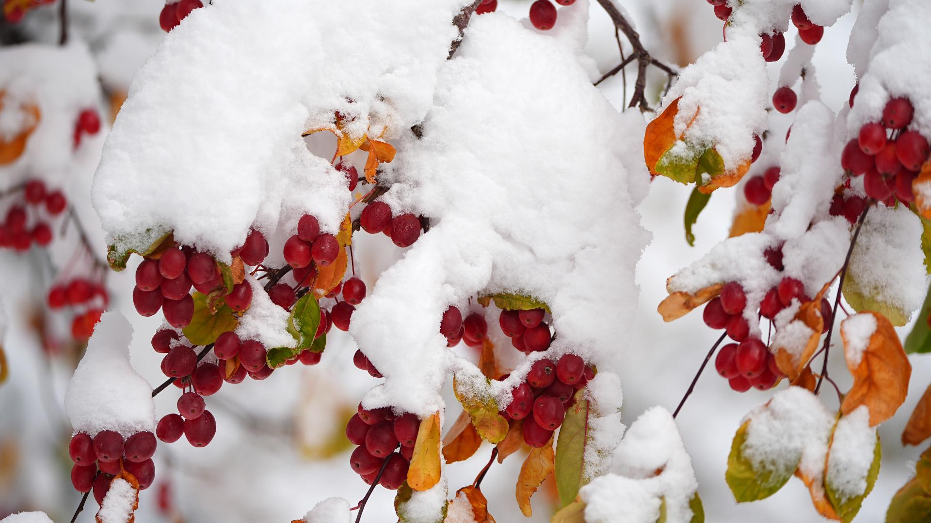 Tips for protecting tree branches, shrubs in spring snowstorms | 9news.com