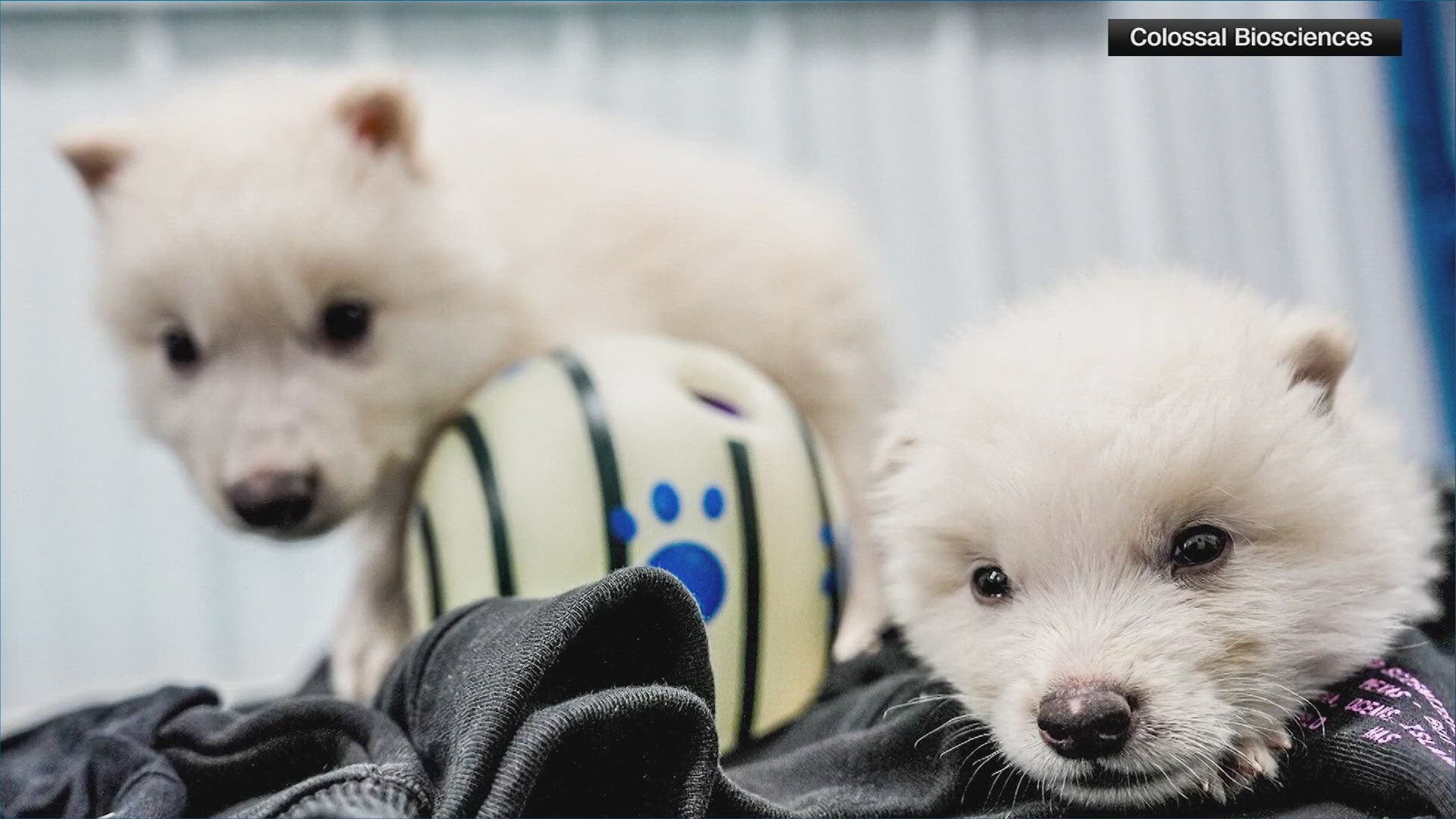 Dire wolf brought back from extinction after 13,000 years | 9news.com