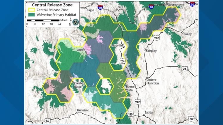 Wolves and wolverines: Different Colorado reintroduction efforts ...