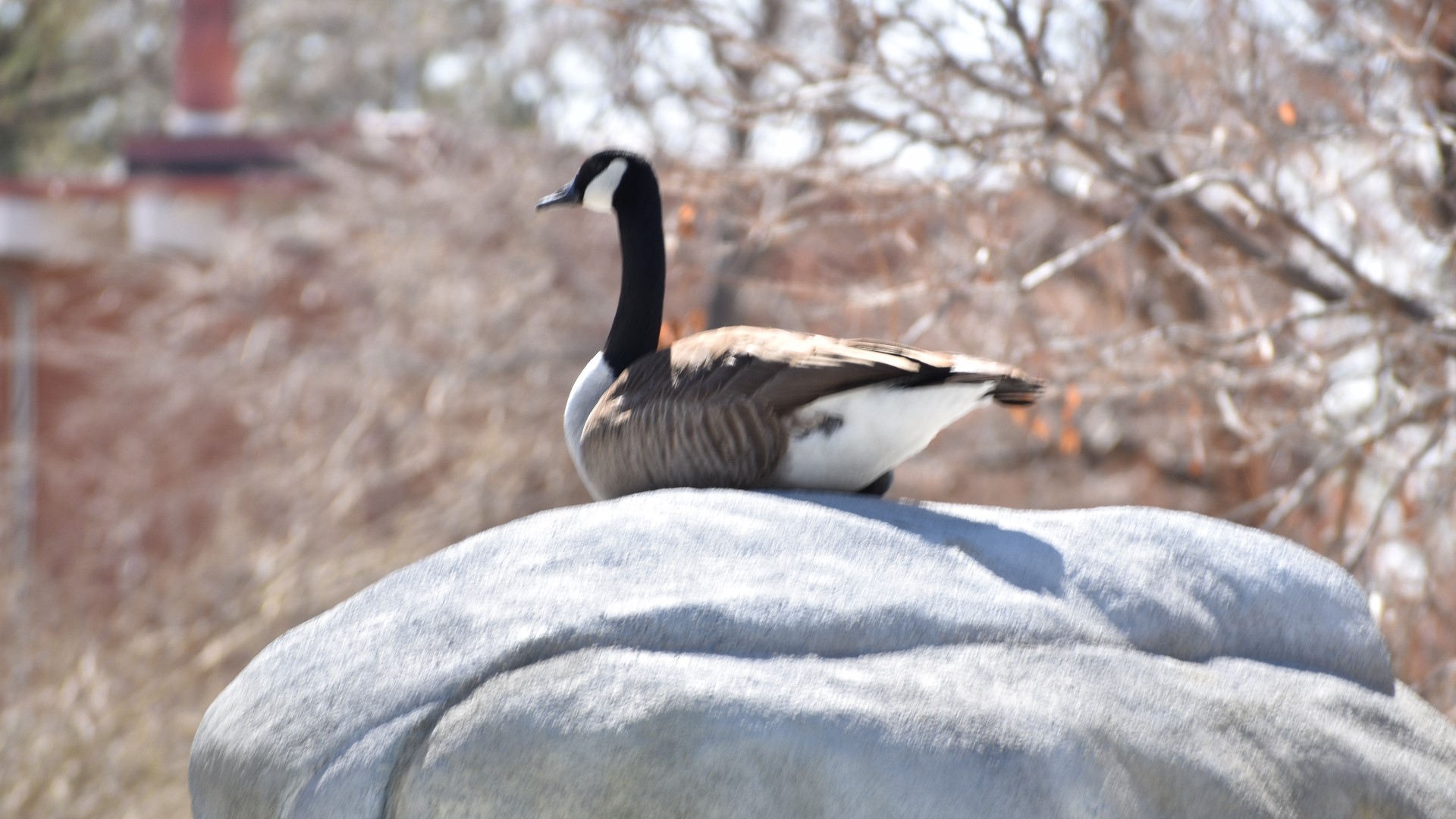 Why can't I see the birds at the Denver Zoo? | 9news.com