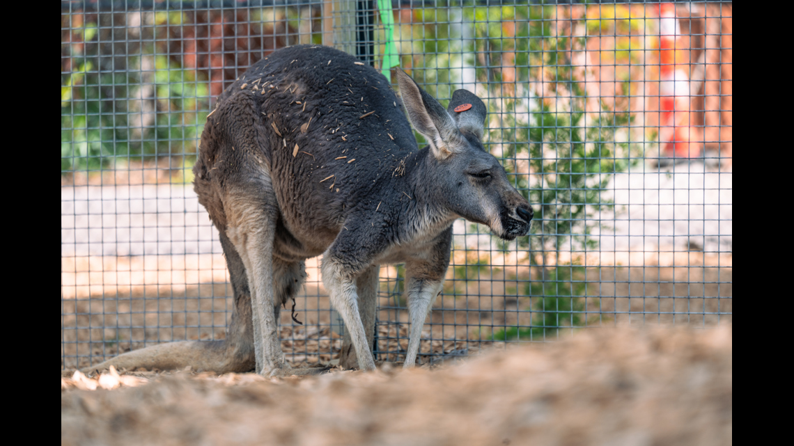 Denver Zoo opens new 'Down Under' animal habitat | 9news.com