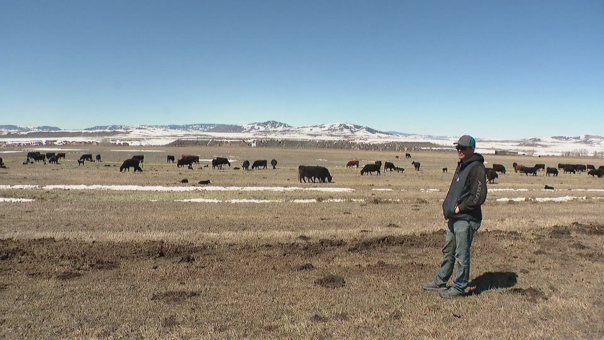 A year of wolves: A look at the impact on Colorado from reintroduction ...