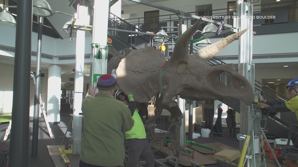 CU Boulder welcomes full-scale Triceratops replica skeleton | 9news.com