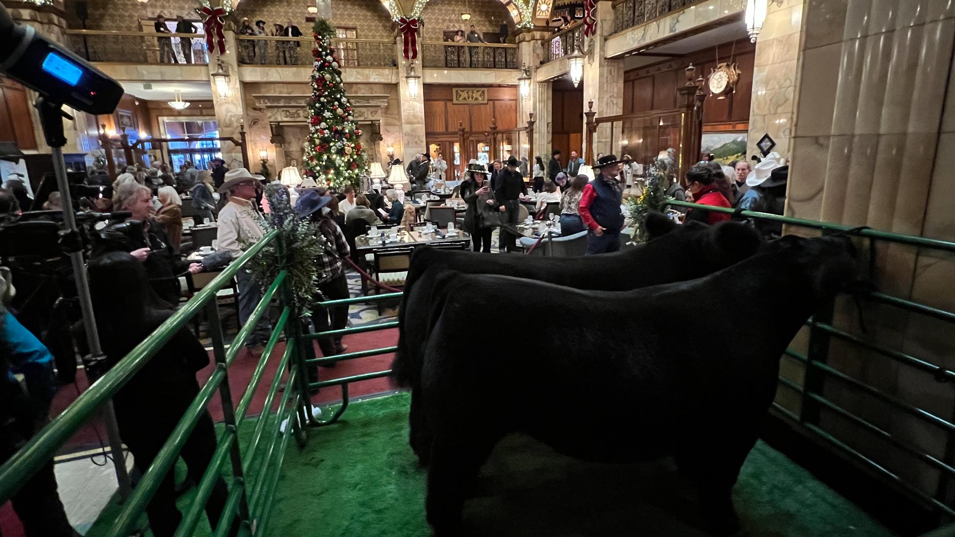 Brown Palace hotel hosts grand champion steers of 2025 Stock Show ...