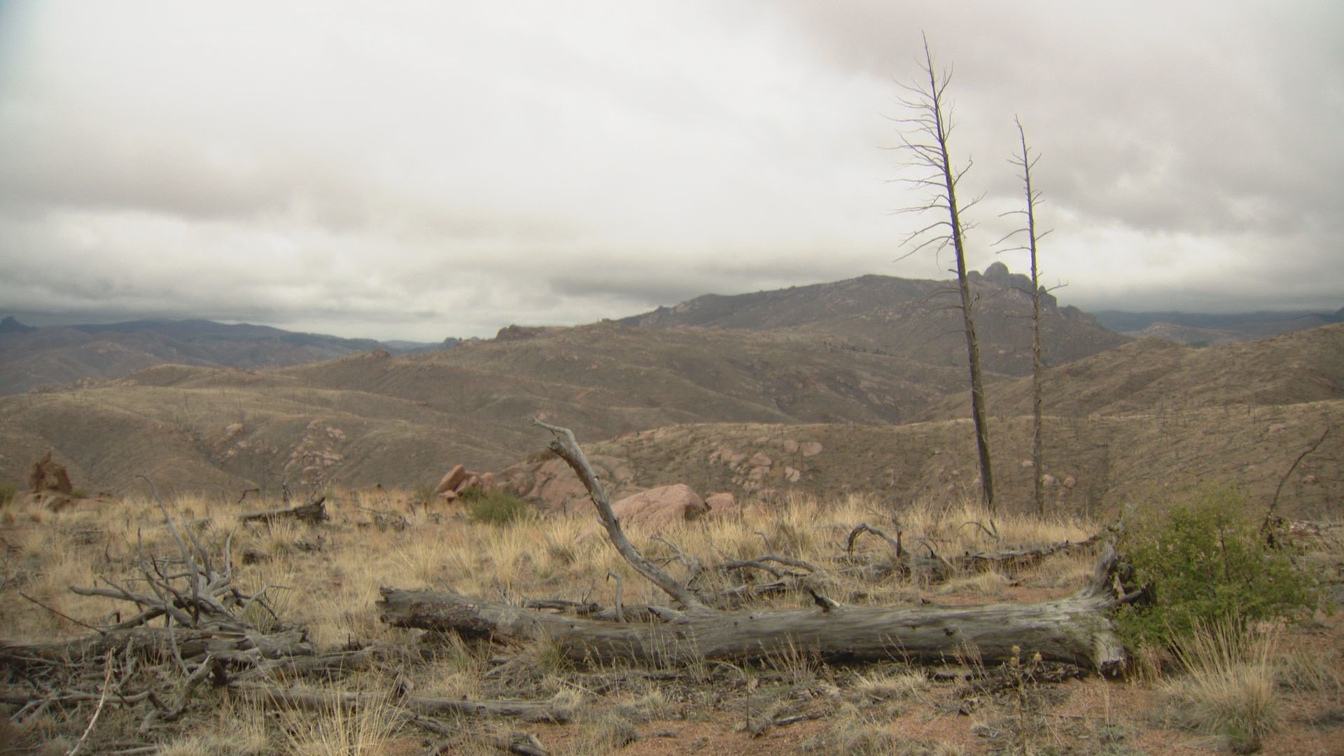 The Hayman Fire, 20 years later | 9news.com