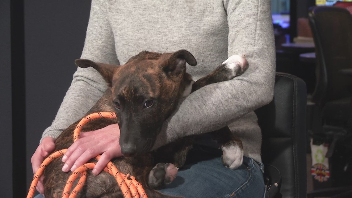 Petline 9: Meet Traxx | 9news.com