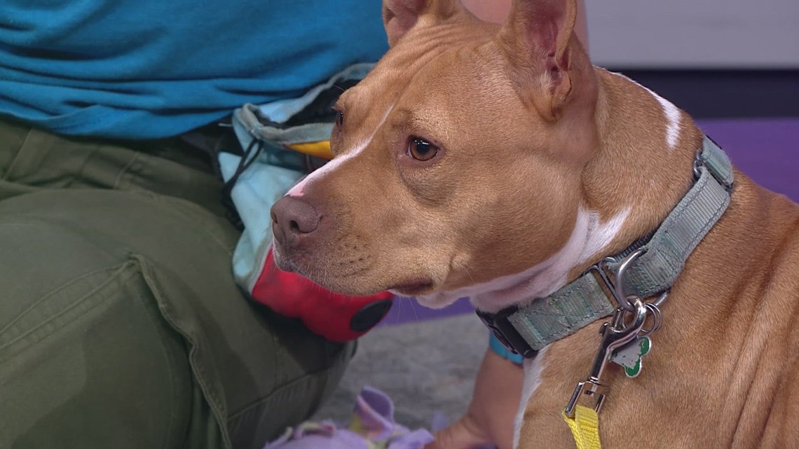 Looking to adopt? Angel is cuddly, lovable and looking for a forever ...