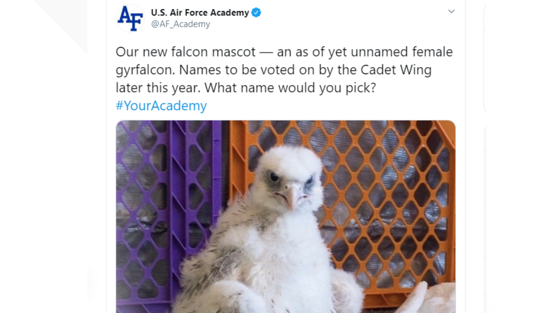 Air Force Academy letting cadets name new falcon mascot | 9news.com