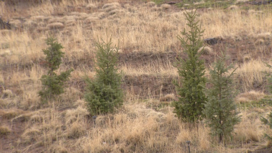 The Hayman Fire, 20 years later | 9news.com