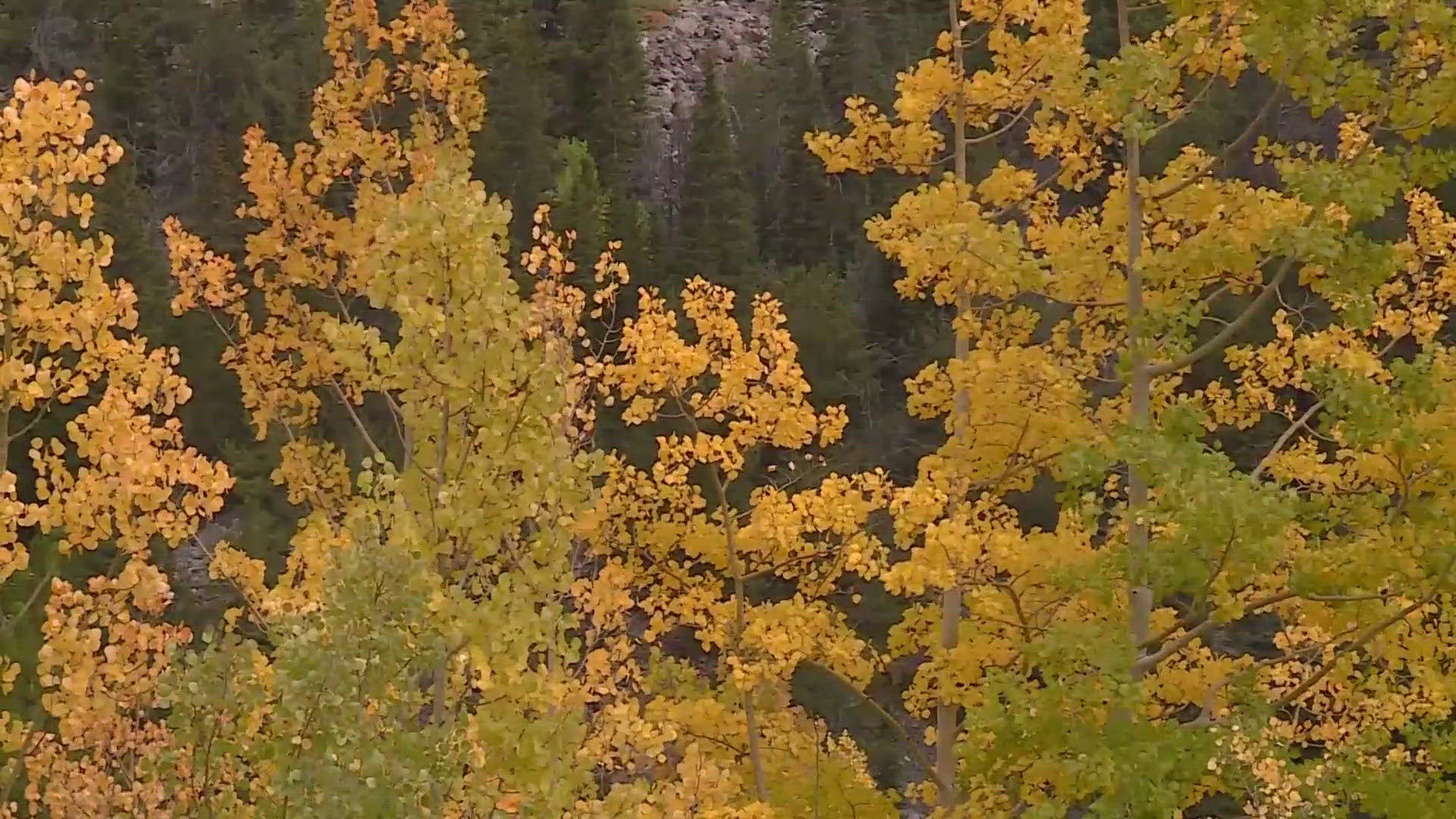 Colorado fall colors arrive early amid drought conditions: 2025 aspen ...