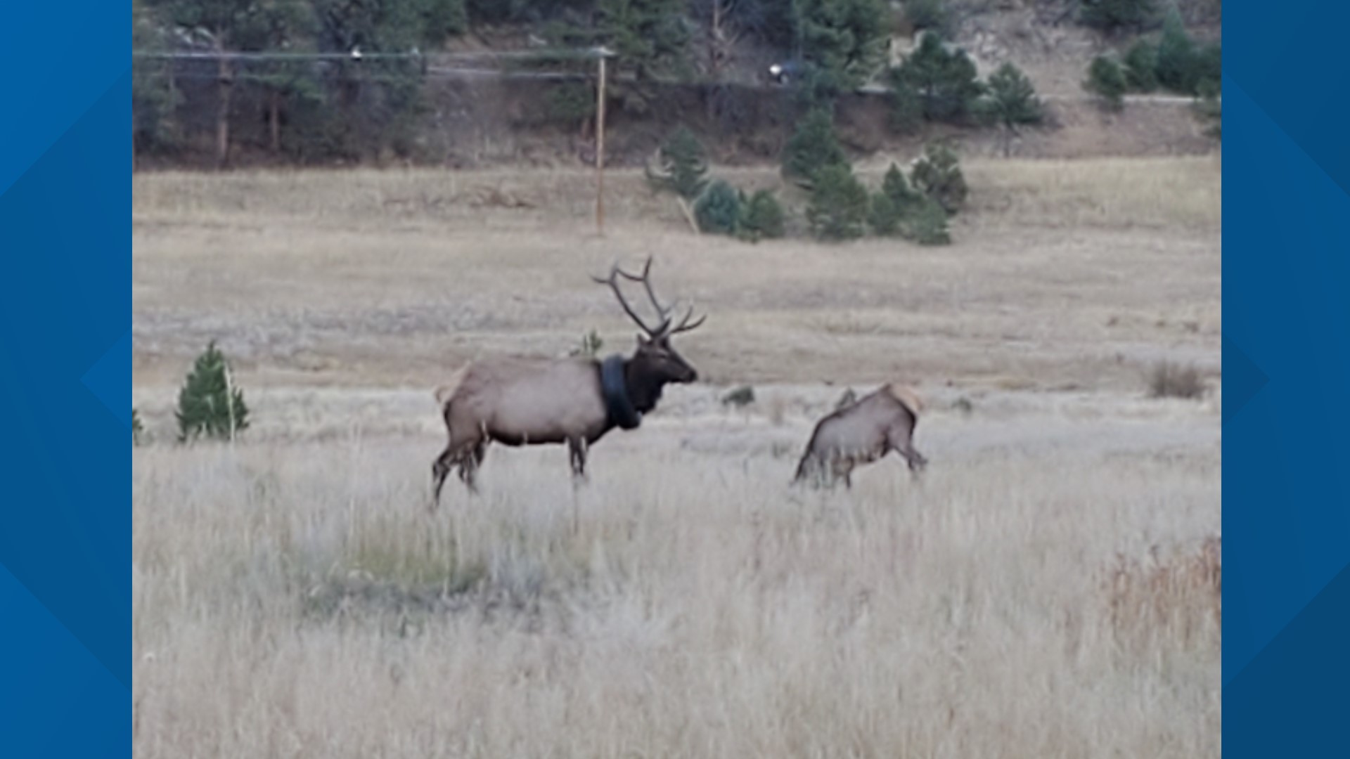 Tire removed from Colorado elk's neck after more than two years | 9news.com