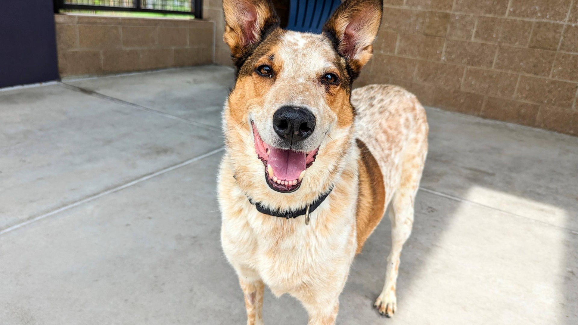 Denver Animal Shelter lowers adoption fees for August | 9news.com