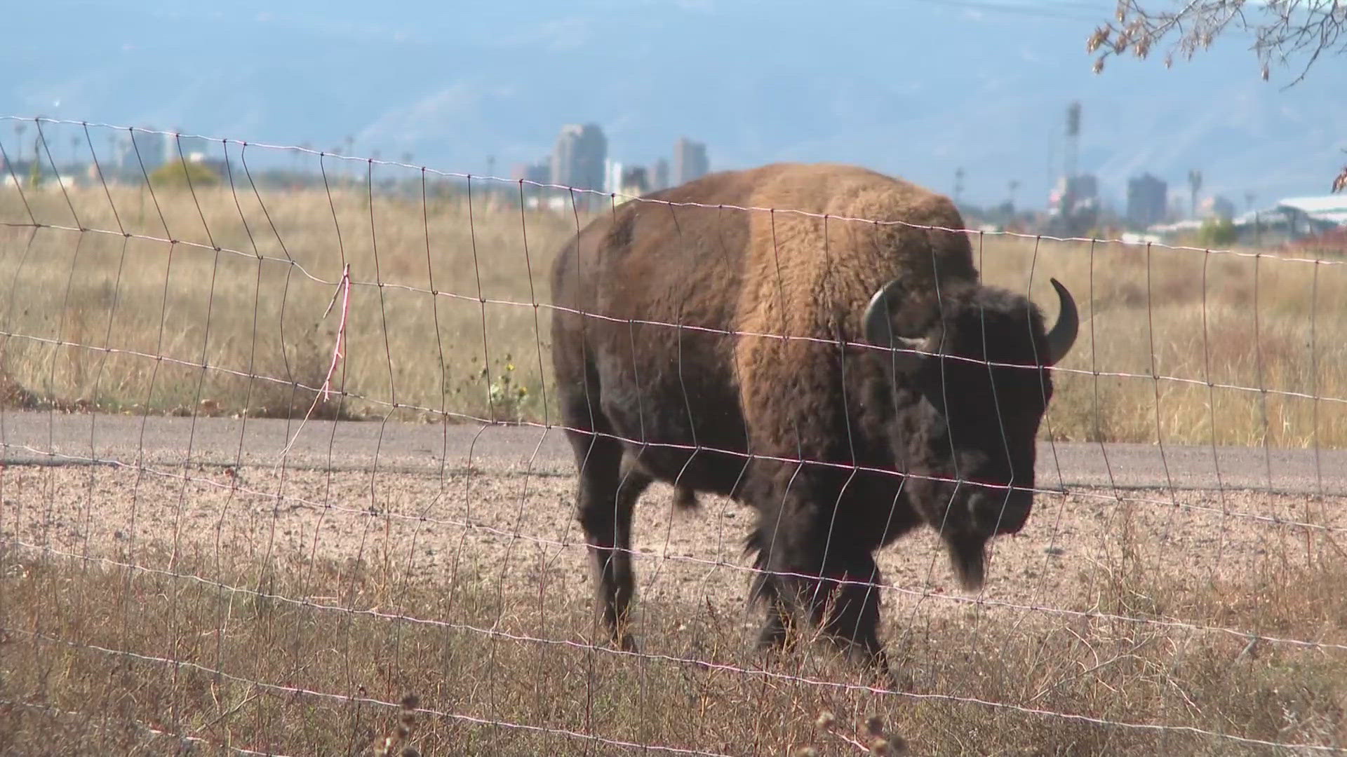 New state law makes it illegal to shoot wild bison that wander into ...