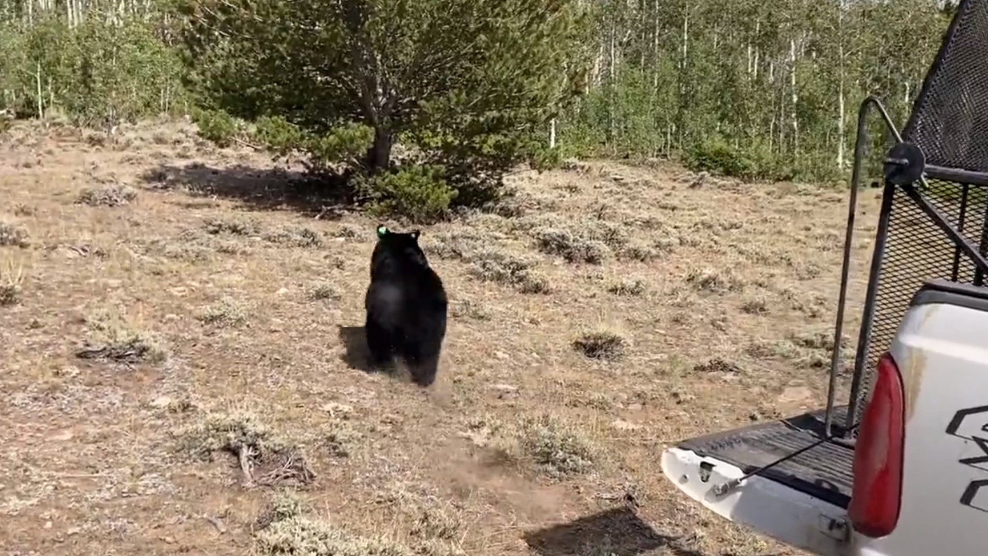 Bear found on CSU campus | 9news.com