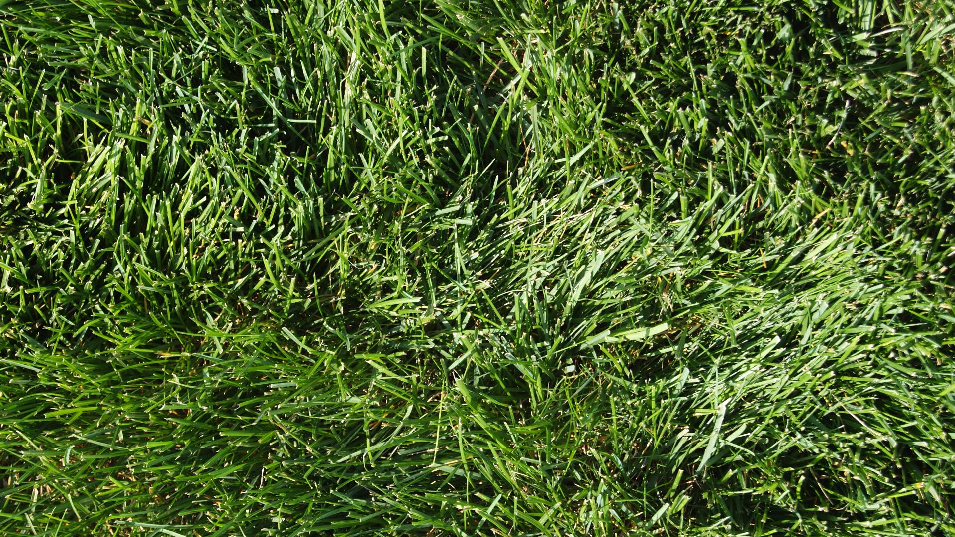 Denver Water offers $750 discount for Kentucky bluegrass turf ...