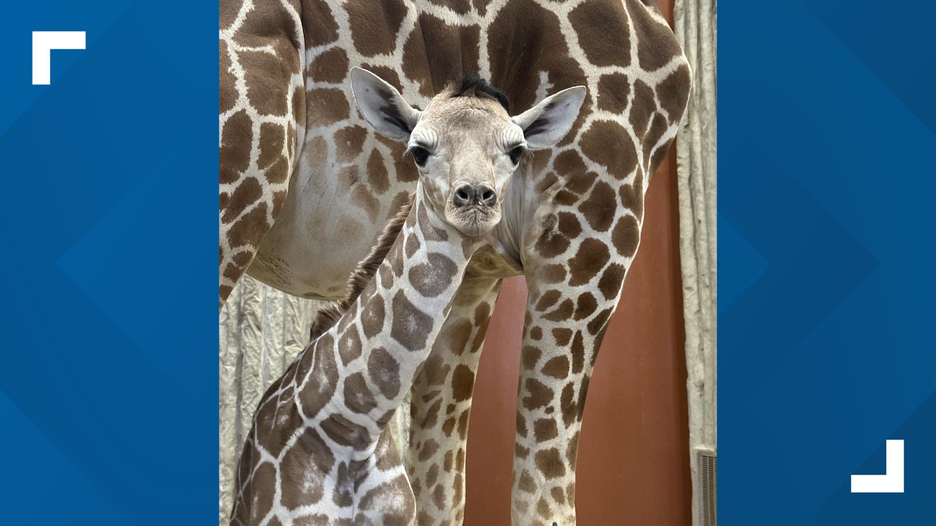 Denver Zoo names baby giraffe after public vote | 9news.com