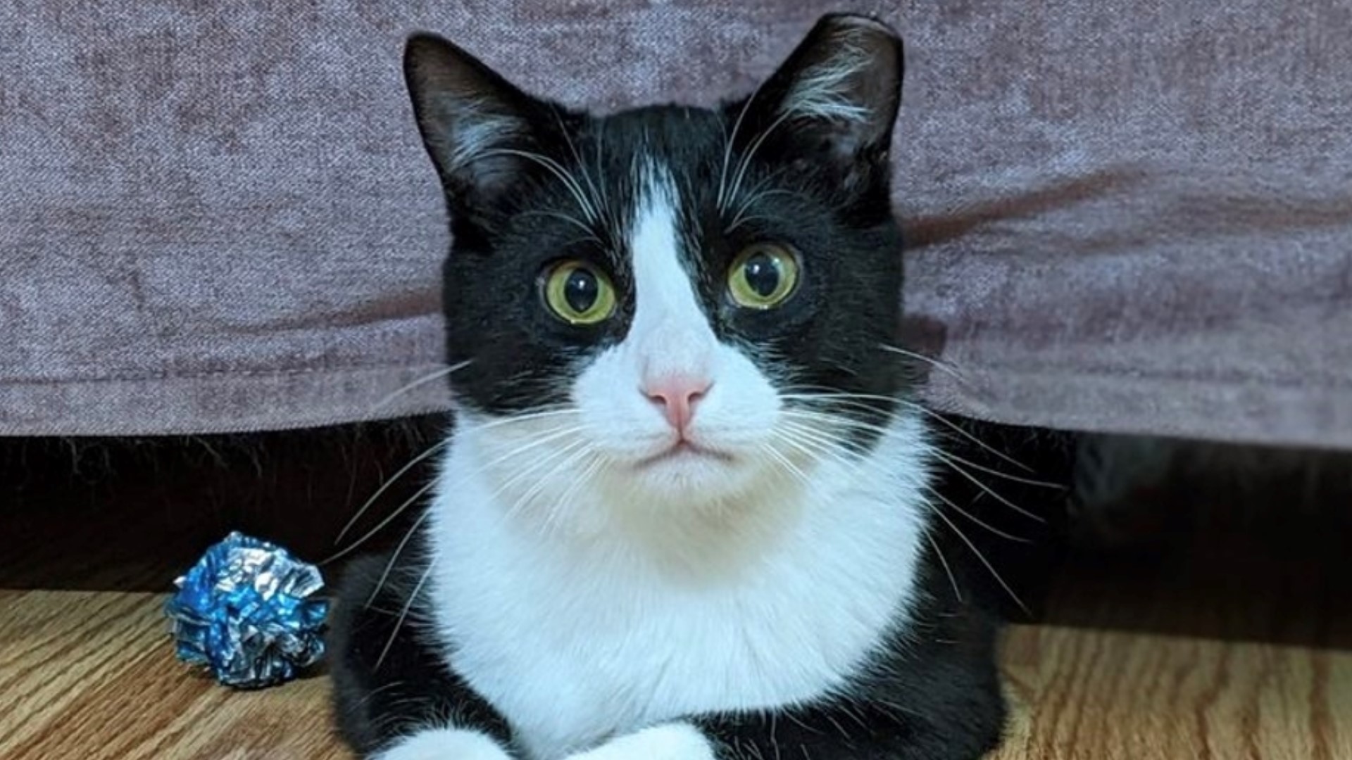 Q&A: What is TNR for feral cats and how does it work? | 9news.com