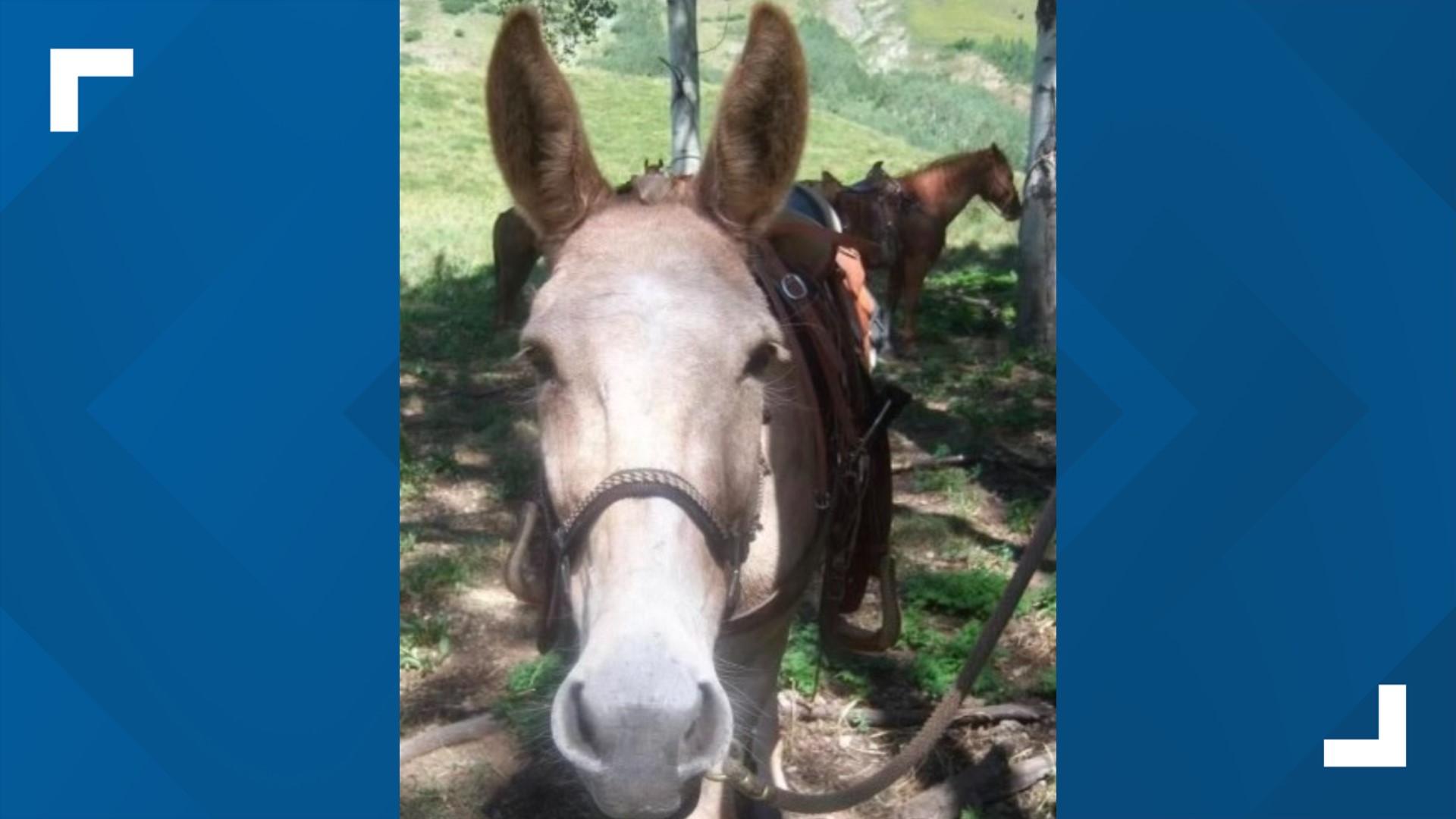 Colorado authorities looking for person who fatally shot mule | 9news.com