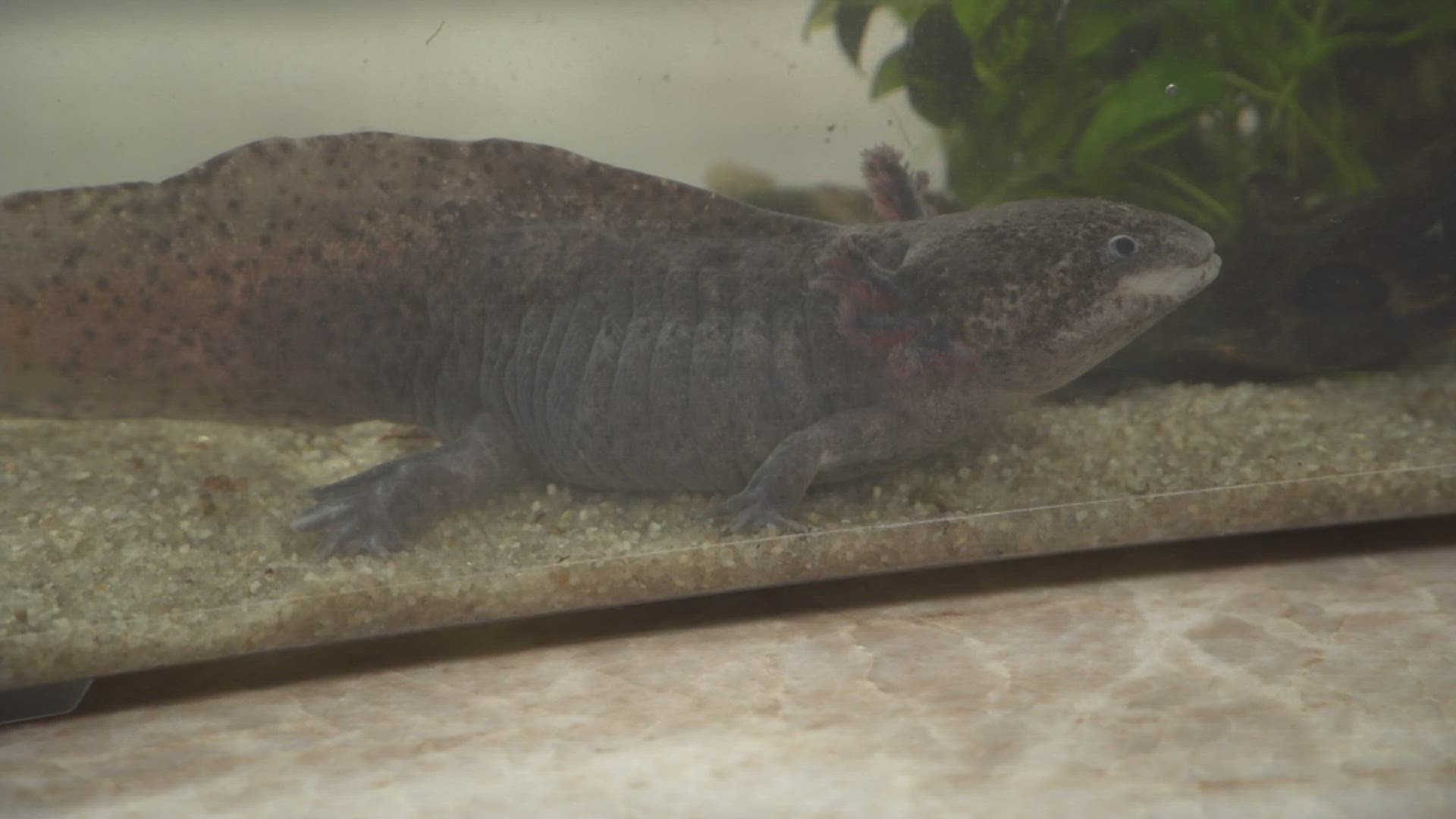 Sunrise Safari: Axolotl | 9news.com