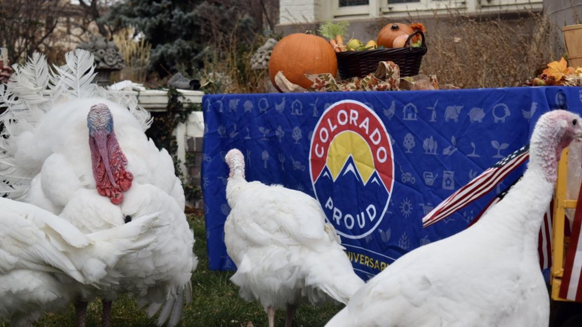 Colorado Governor holds state's first Thanksgiving turkey pardon ...
