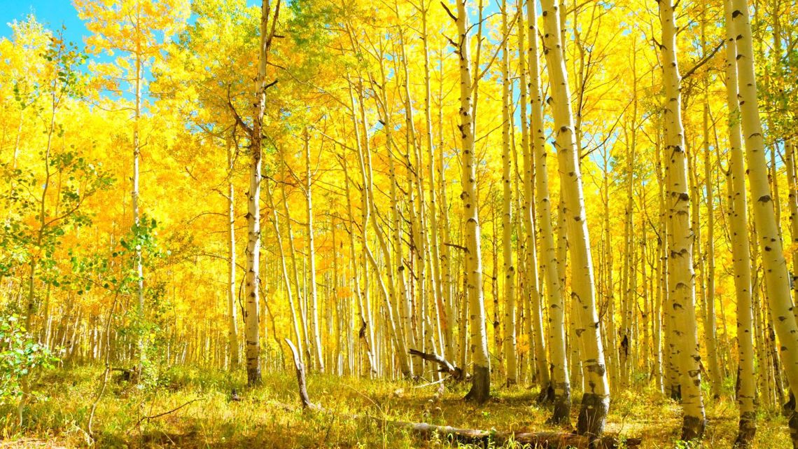 Colorado fall colors guide: When and where leaves peak in 2023 | 9news.com