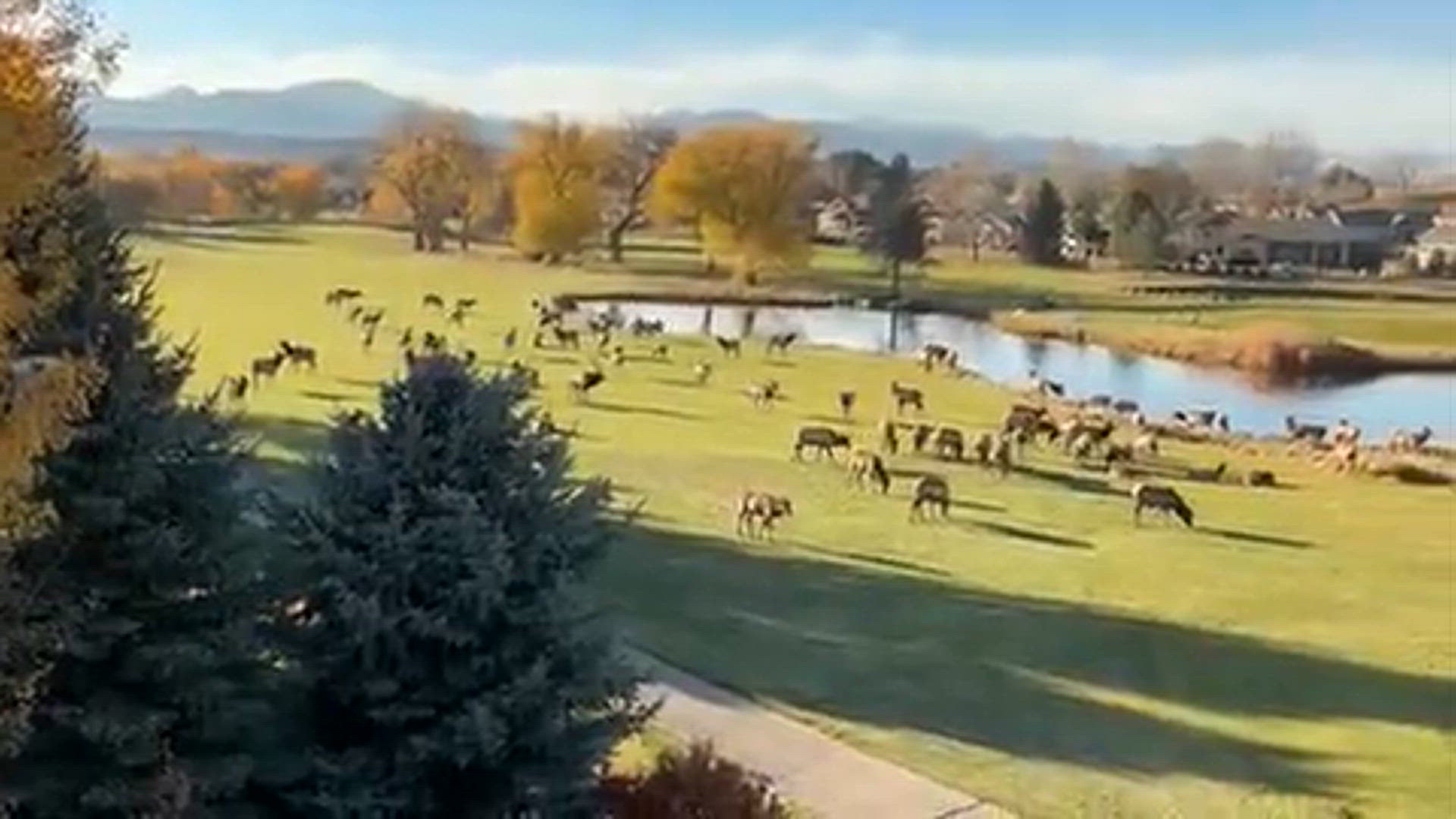 Herd of Elk on the Mariana Butte Golf Course | 9news.com