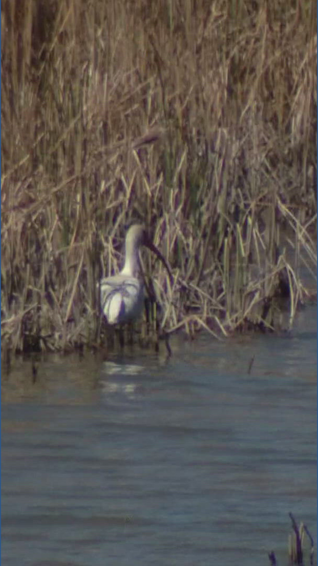 Nest with Kyle Clark: White ibis spotted in Arvada | 9news.com