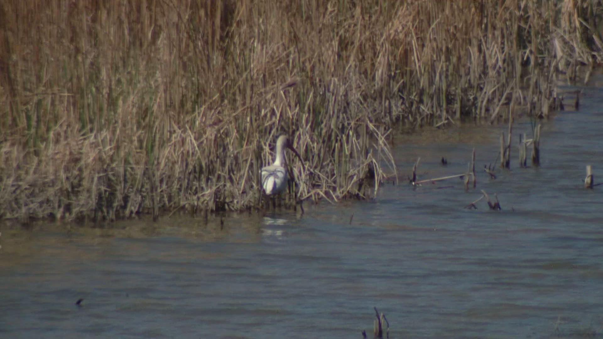 Nest with Kyle Clark: White ibis spotted in Arvada | 9news.com