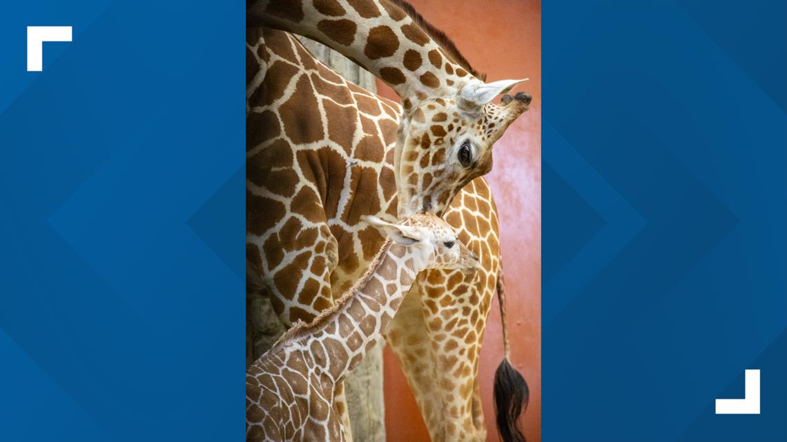 Baby giraffe born at Denver Zoo: See the cute first photos | 9news.com